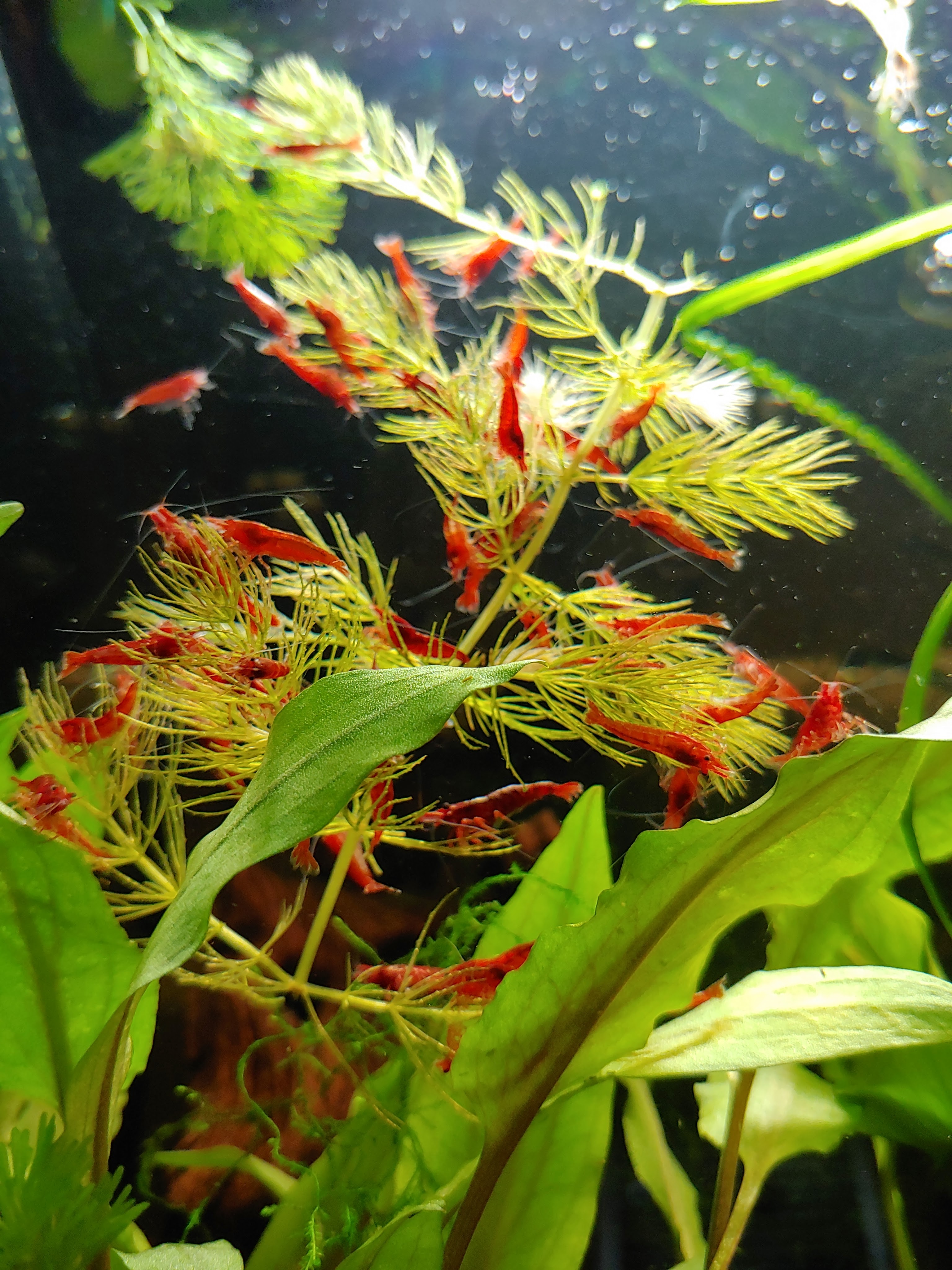 Our Neocaridina Shrimp – Living Art NC – Durham, NC